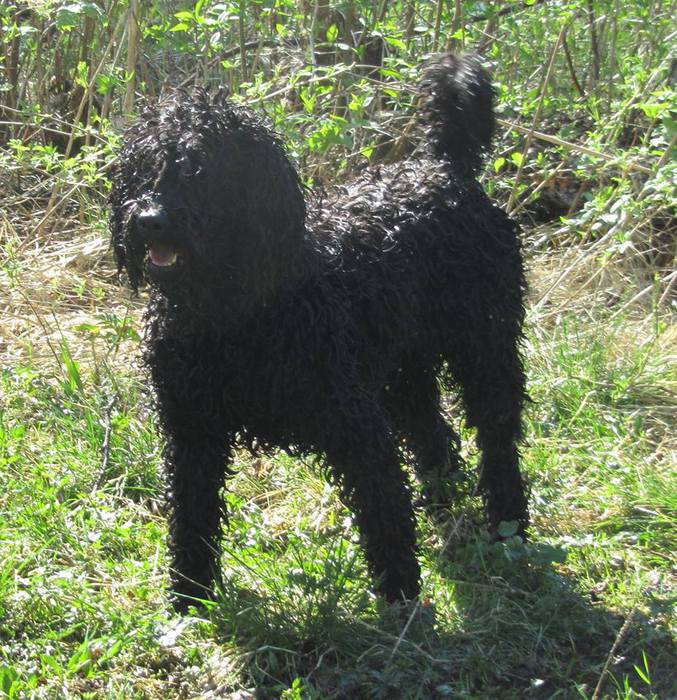 Goldendoodle :: Toczkanafanga-finnish-dogs