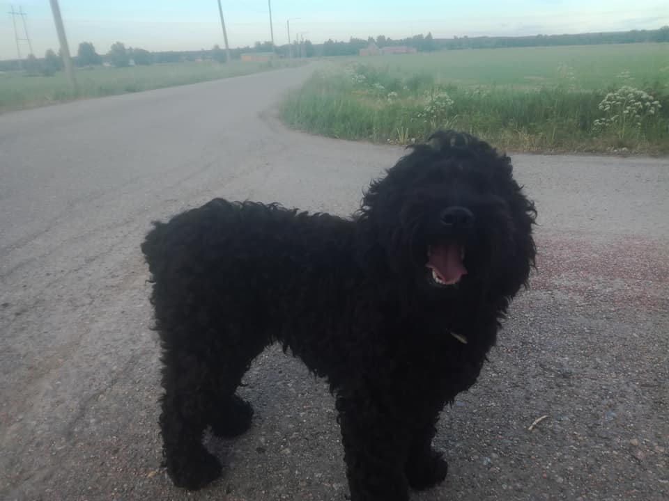 Goldendoodle :: Toczkanafanga-finnish-dogs